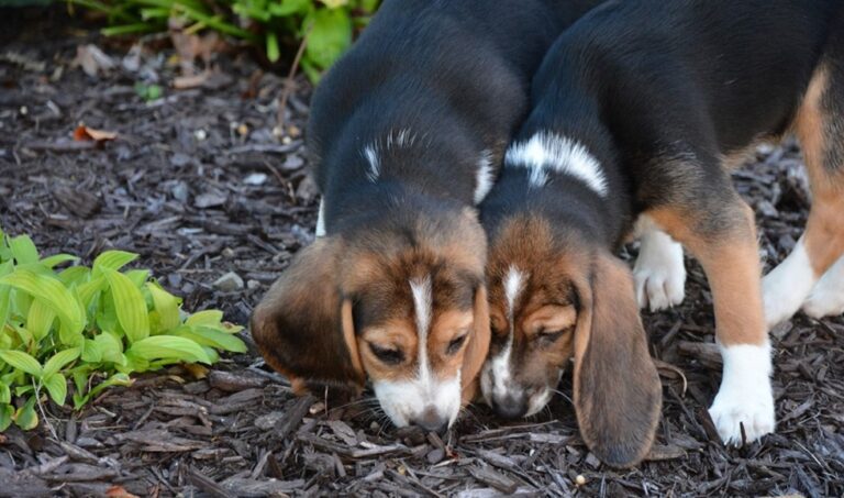 Descubre cómo funciona el increíble sentido del olfato del perro