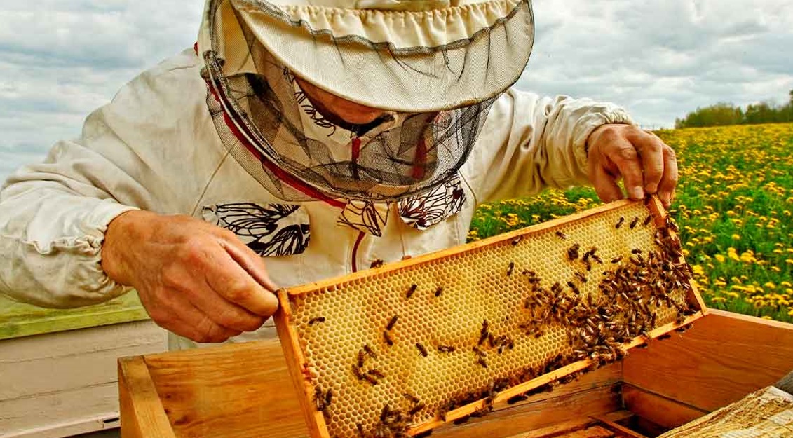 Descubre cómo funciona un Panal de Abejas