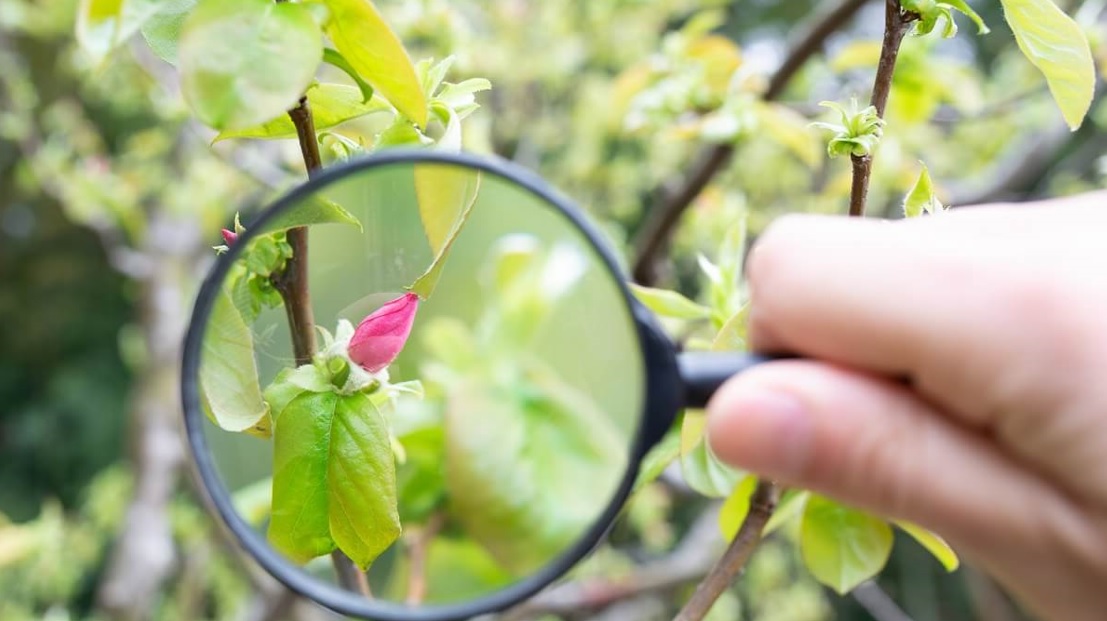 Descubre cómo funciona una Lupa